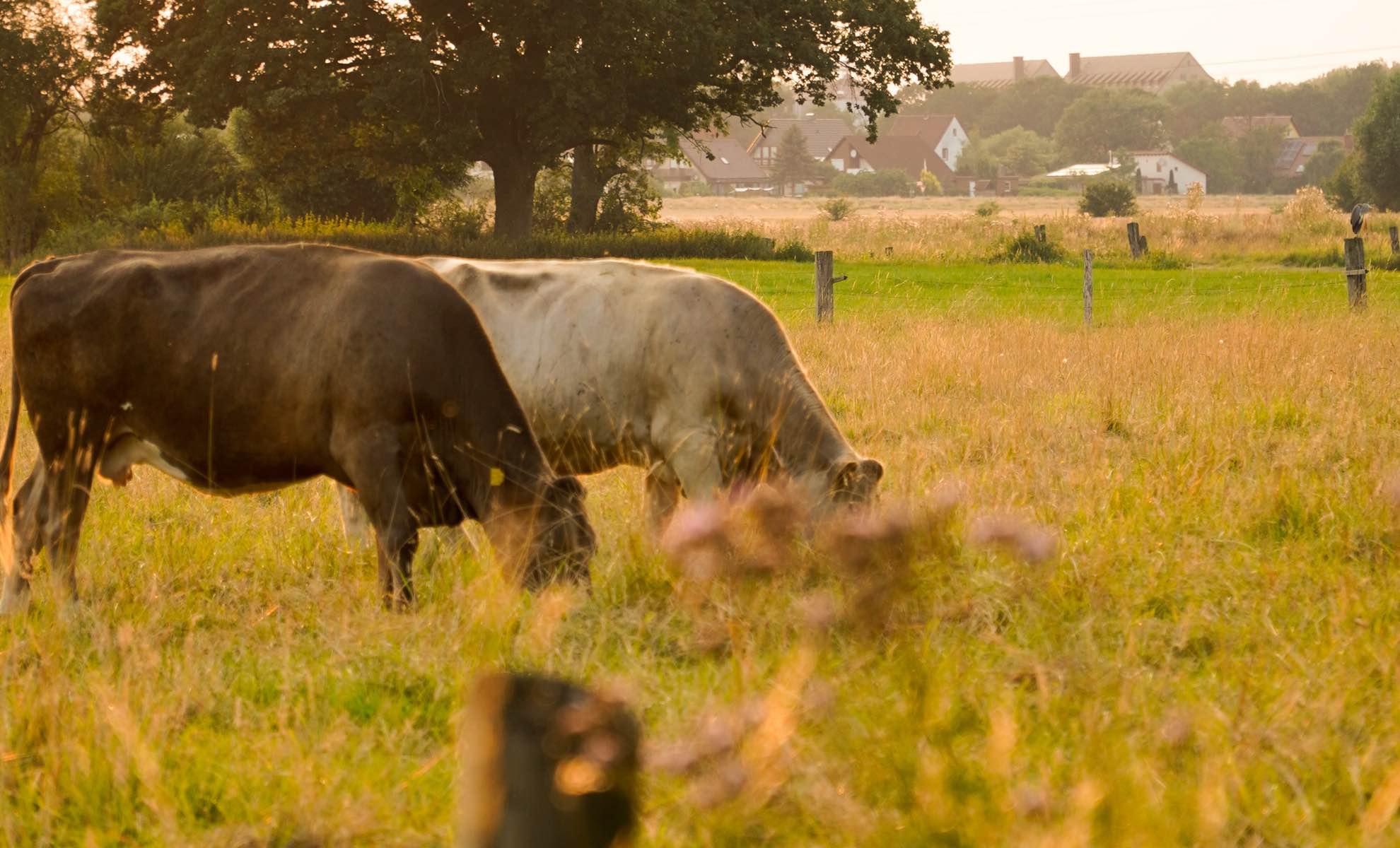 Grazing Methods: Which one is for you? – Gallagher South Africa Online ...