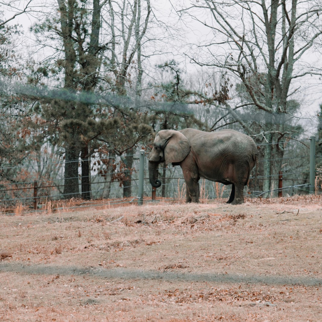 Ultimate Wildlife Fencing for Safety and Conservation – Gallagher South ...